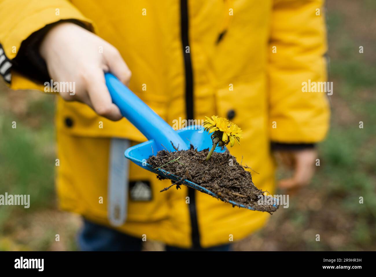 Dug dandelion on a shoulder blade with earth. Gardening concept Stock ...