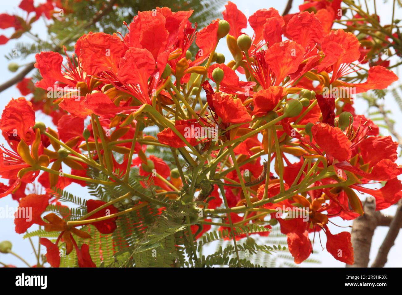 red colored Delonix regia flower on tree in garden for fresh weather ...