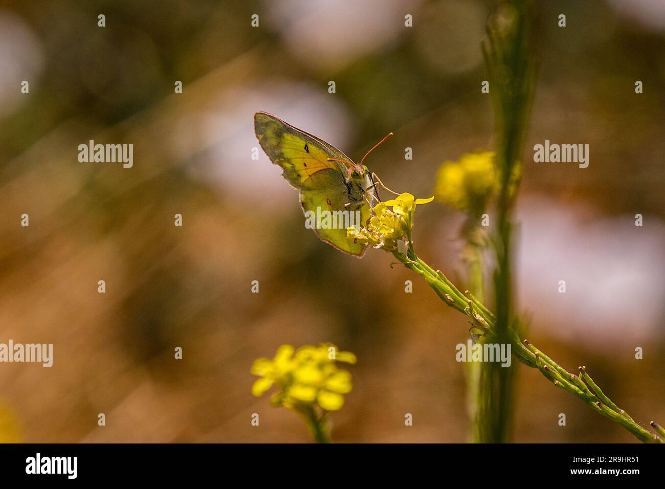 An Orange Sulphur (Clolias eurytheme) butterfly at the San Luis ...