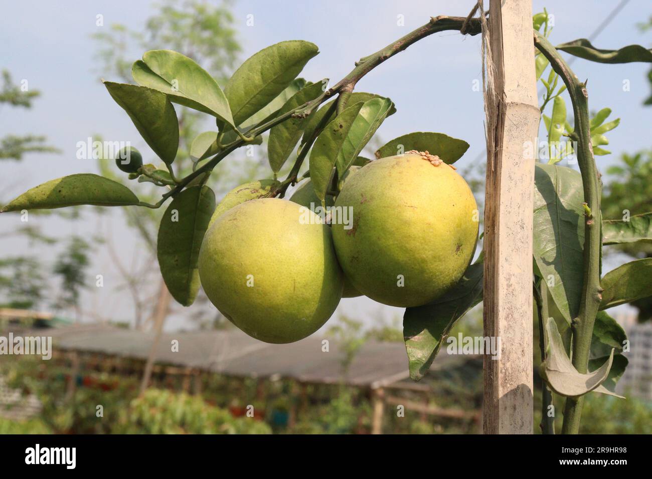 citrus on tree in farm for harvest are cash crops Stock Photo - Alamy