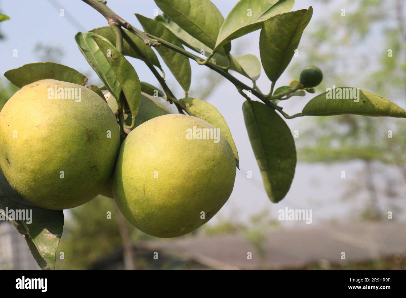 citrus on tree in farm for harvest are cash crops Stock Photo - Alamy