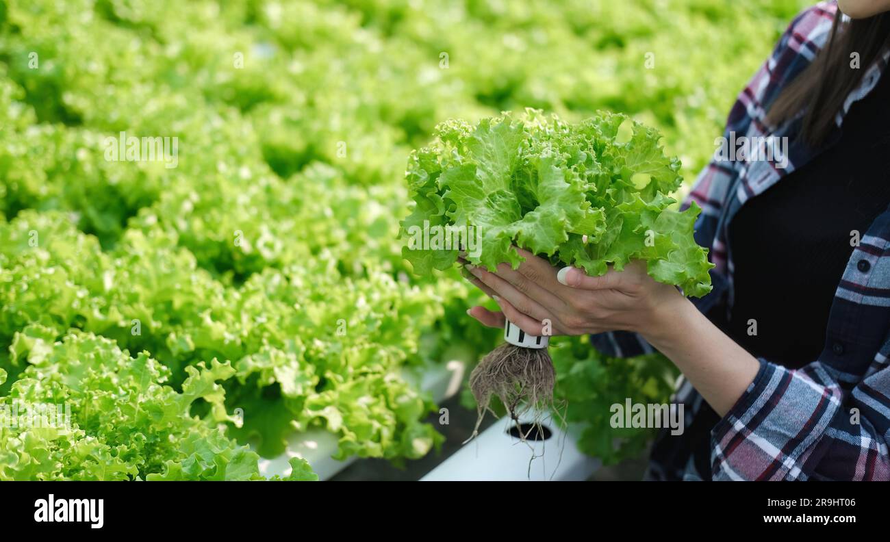 farmer female smiling and holding vegetables with hydroponic fresh green produce in greenhouse ...
