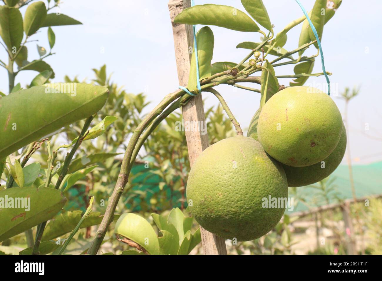 citrus on tree in farm for harvest are cash crops Stock Photo - Alamy