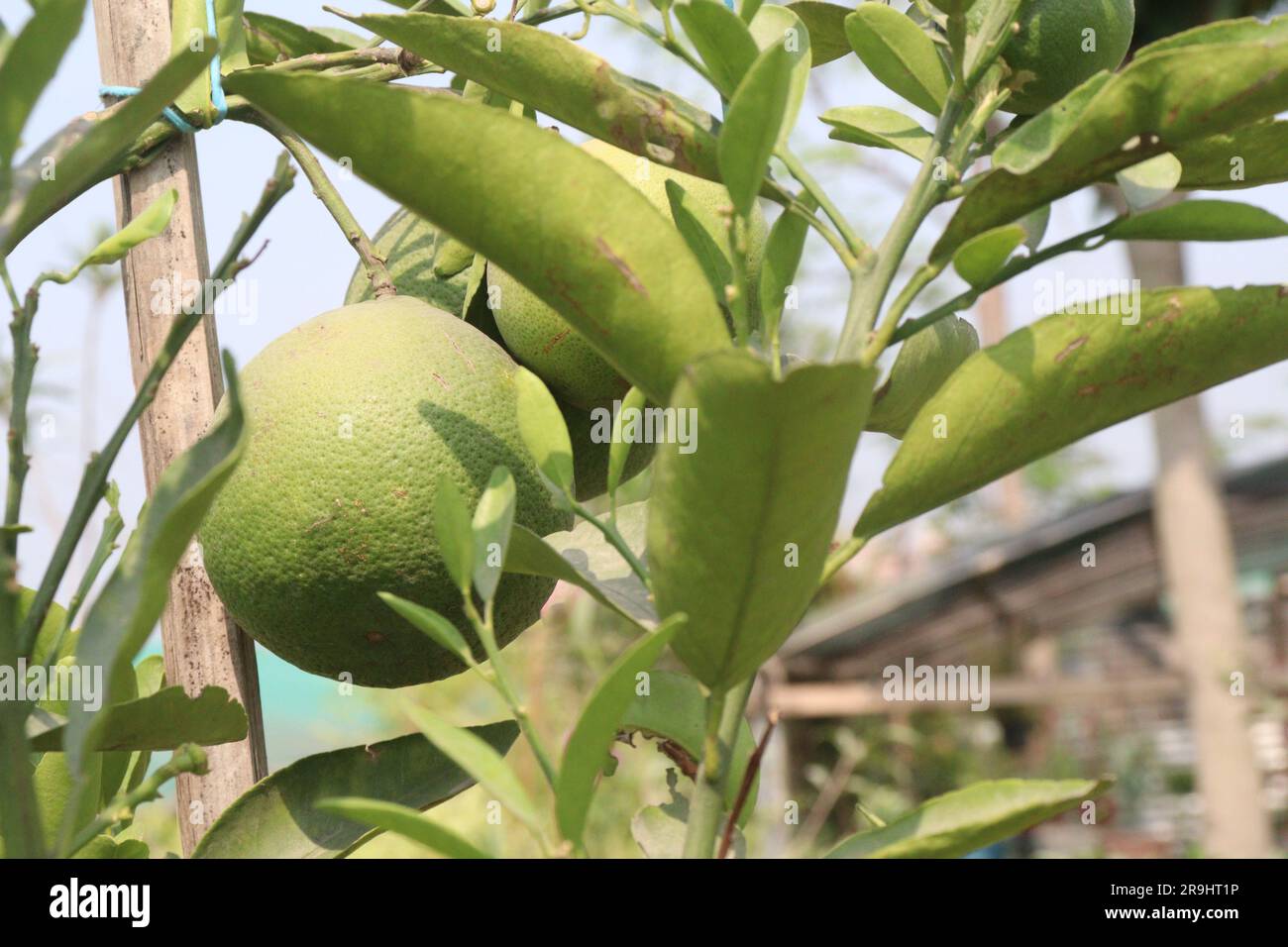 citrus on tree in farm for harvest are cash crops Stock Photo - Alamy