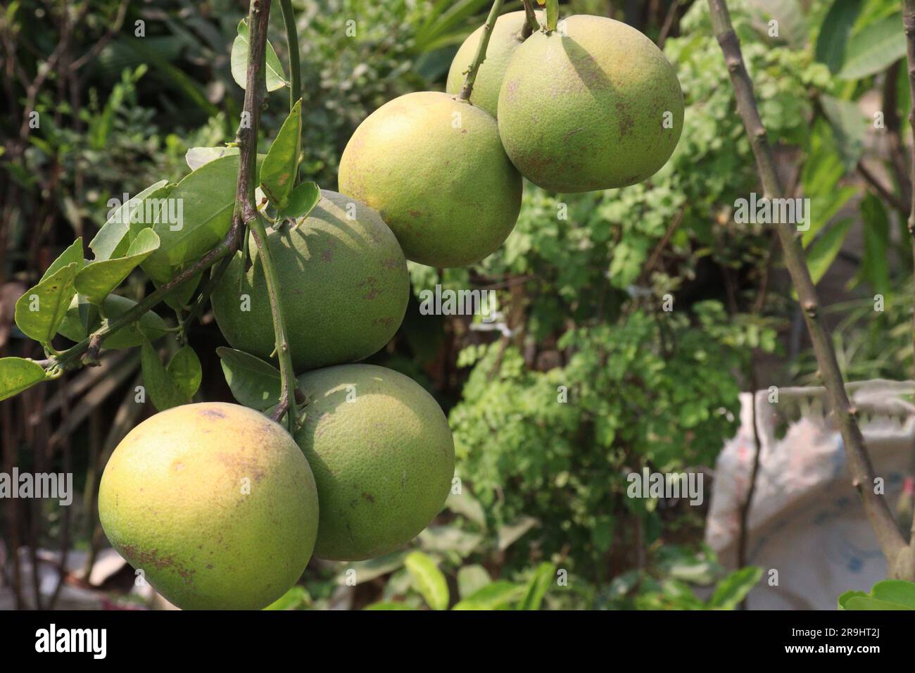citrus on tree in farm for harvest are cash crops Stock Photo - Alamy