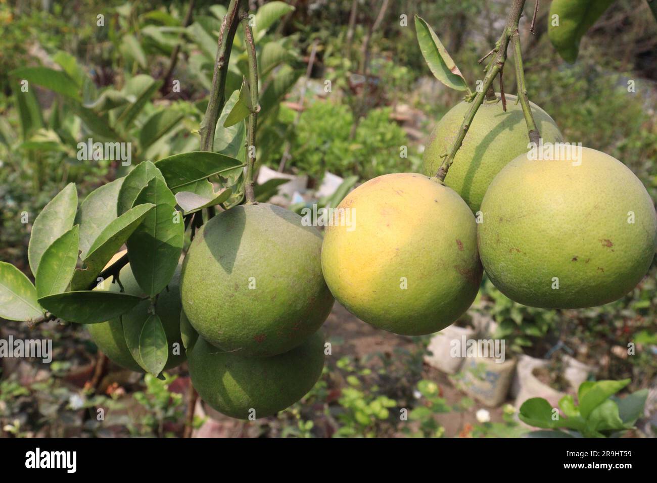 citrus on tree in farm for harvest are cash crops Stock Photo - Alamy