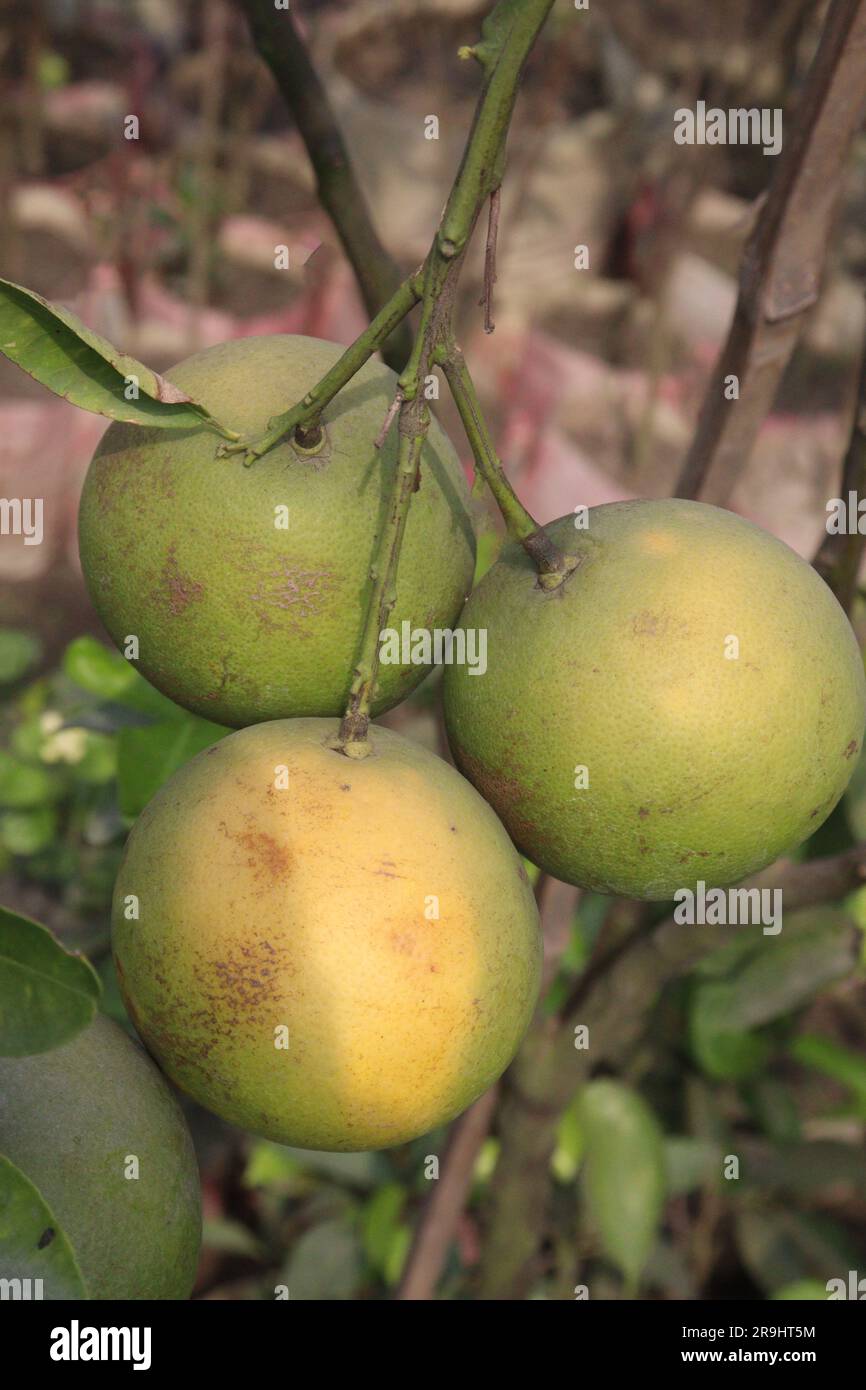 citrus on tree in farm for harvest are cash crops Stock Photo - Alamy