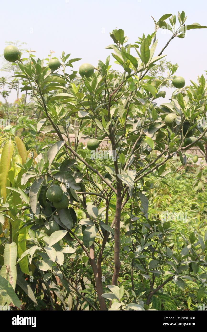 citrus on tree in farm for harvest are cash crops Stock Photo - Alamy