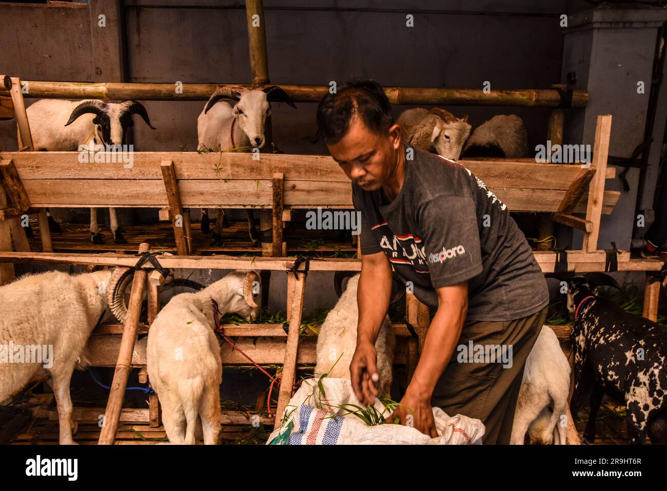 Bandung, West Java, Indonesia. June 27, 2023. Officers give grass food to the goat sacrifice ...