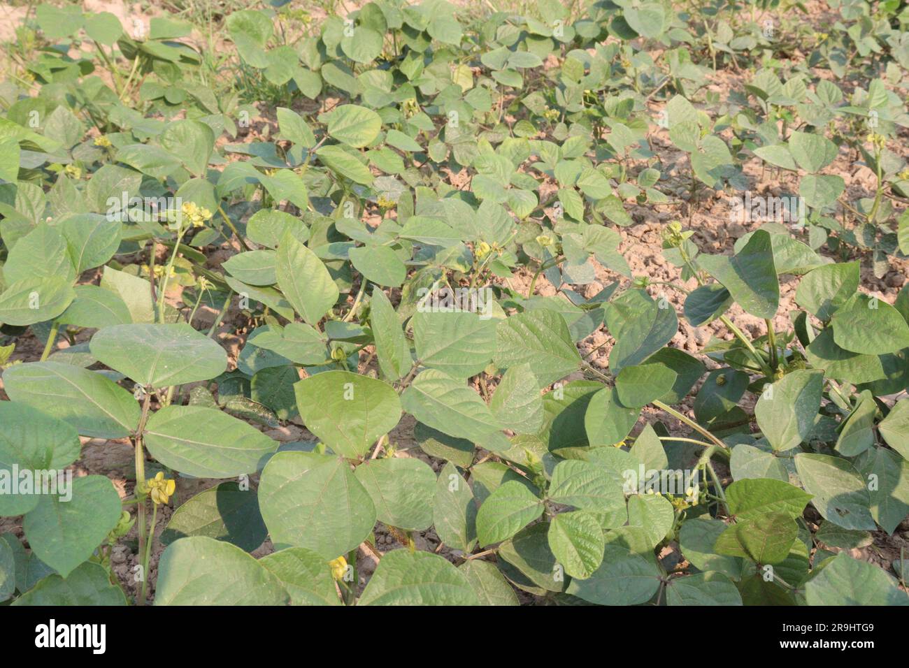 mung bean on tree in farm for harvest are cash crops Stock Photo - Alamy