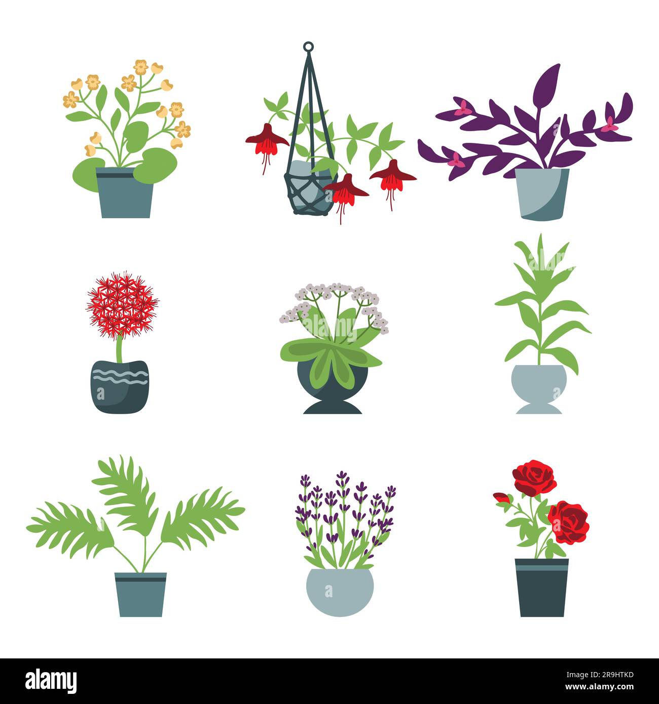 Allium vector vectors hi-res stock photography and images - Alamy