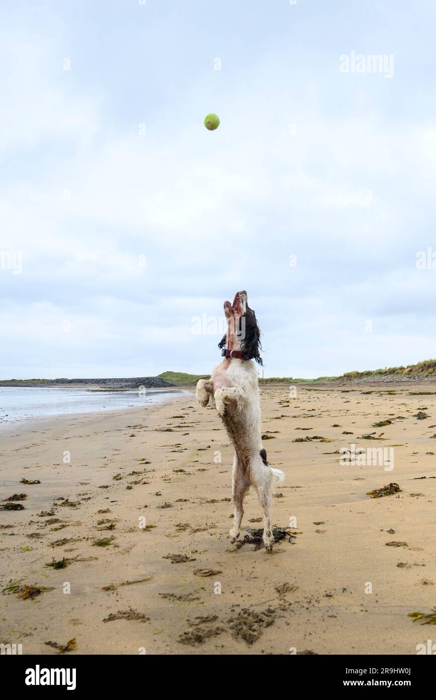 Spaniel jumping ball hi-res stock photography and images - Alamy