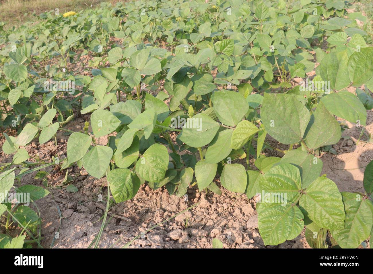mung bean on tree in farm for harvest are cash crops Stock Photo - Alamy