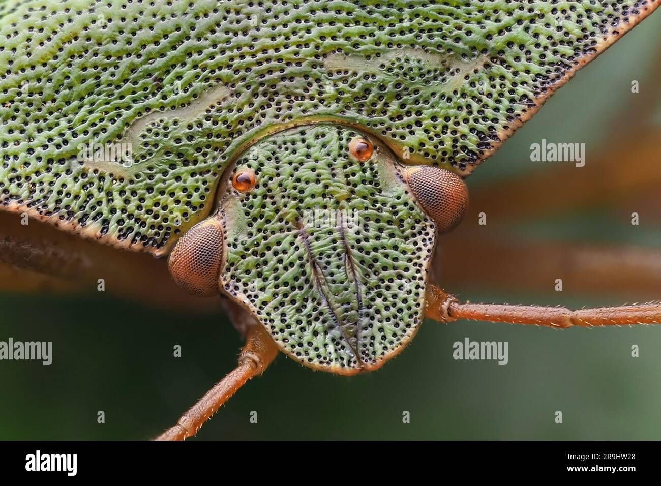 Common Green Shieldbug (Palomena prasina) close up of the head ...