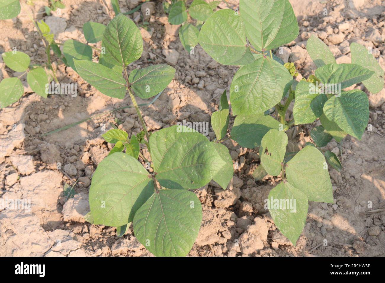 mung bean on tree in farm for harvest are cash crops Stock Photo - Alamy