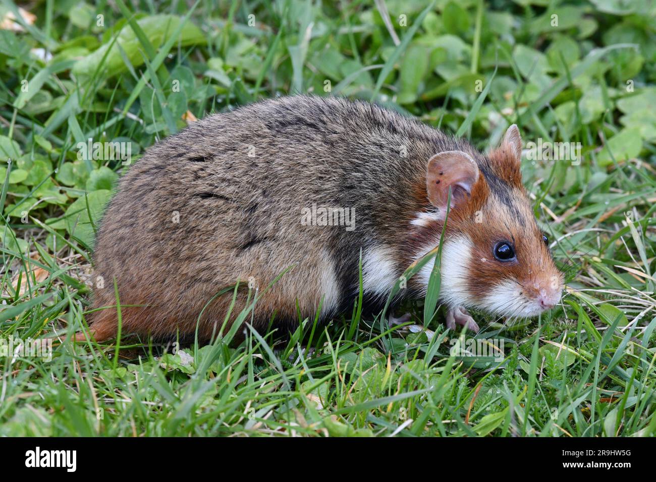 Hamster species hi-res stock photography and images - Alamy