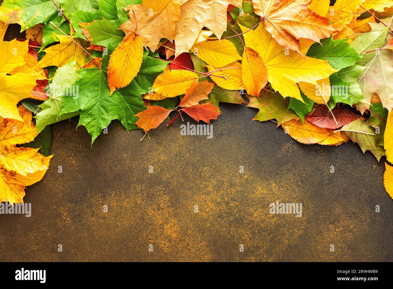 Autumn background with Quercus rubra and maple and cherries leaves, the ...