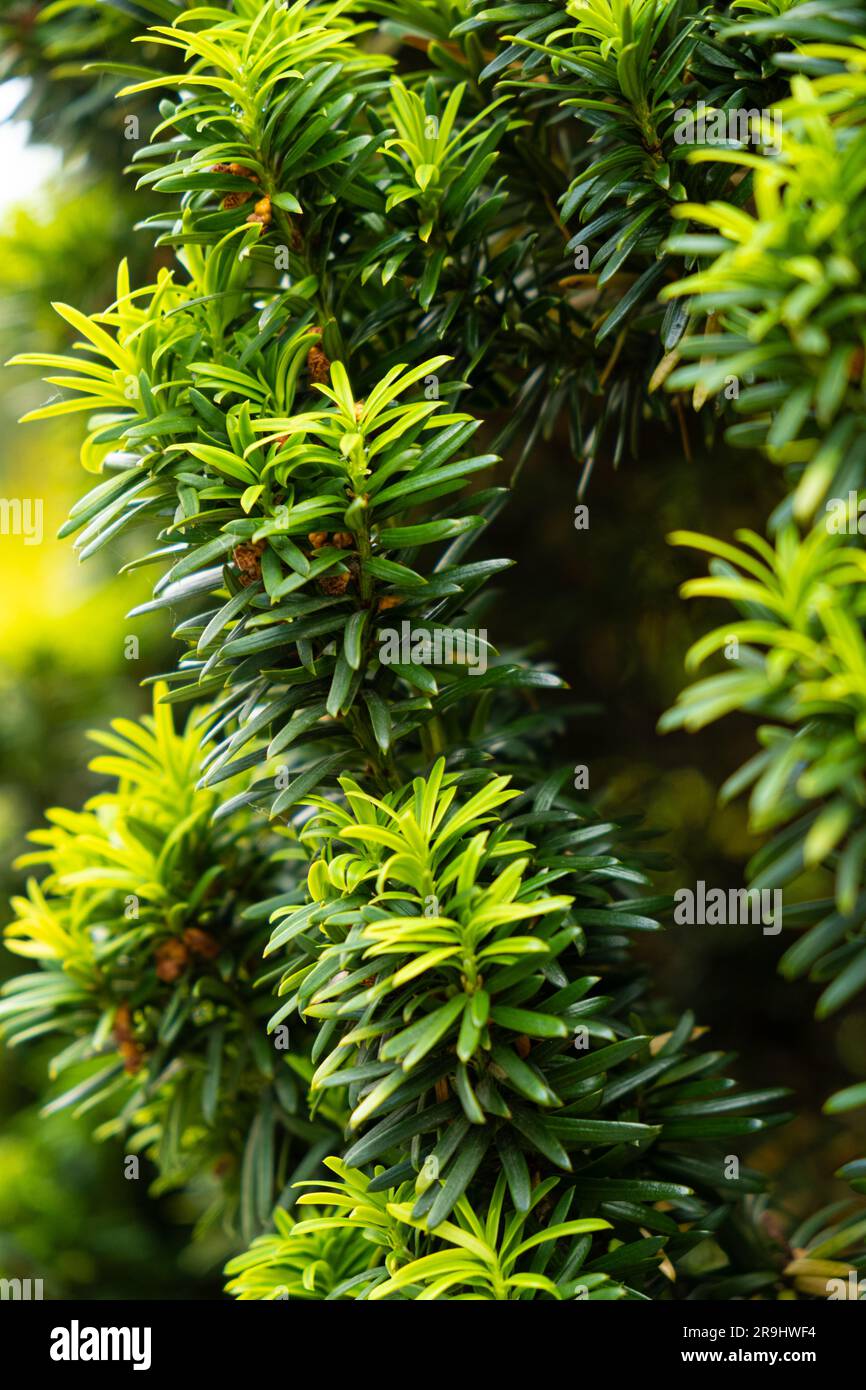 Branches of yew berry close-up. Family Yew, order Pine Stock Photo - Alamy
