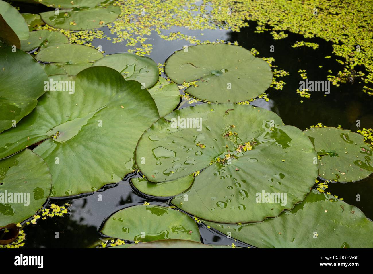 Water lily leaves float on the surface of the water in the pond Stock ...