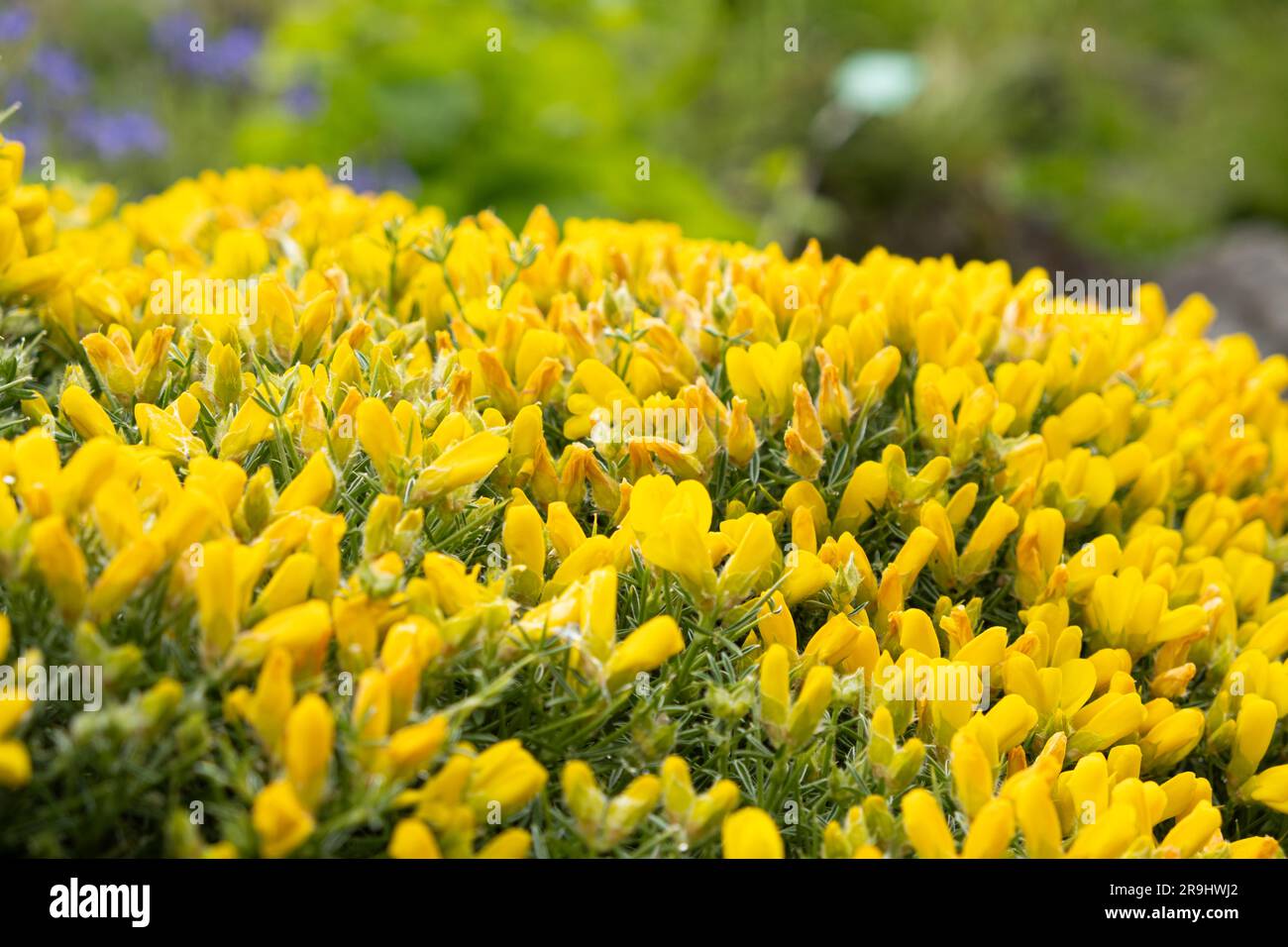 Echinospartum barnadesii, yellow flowers, plant species in the family ...