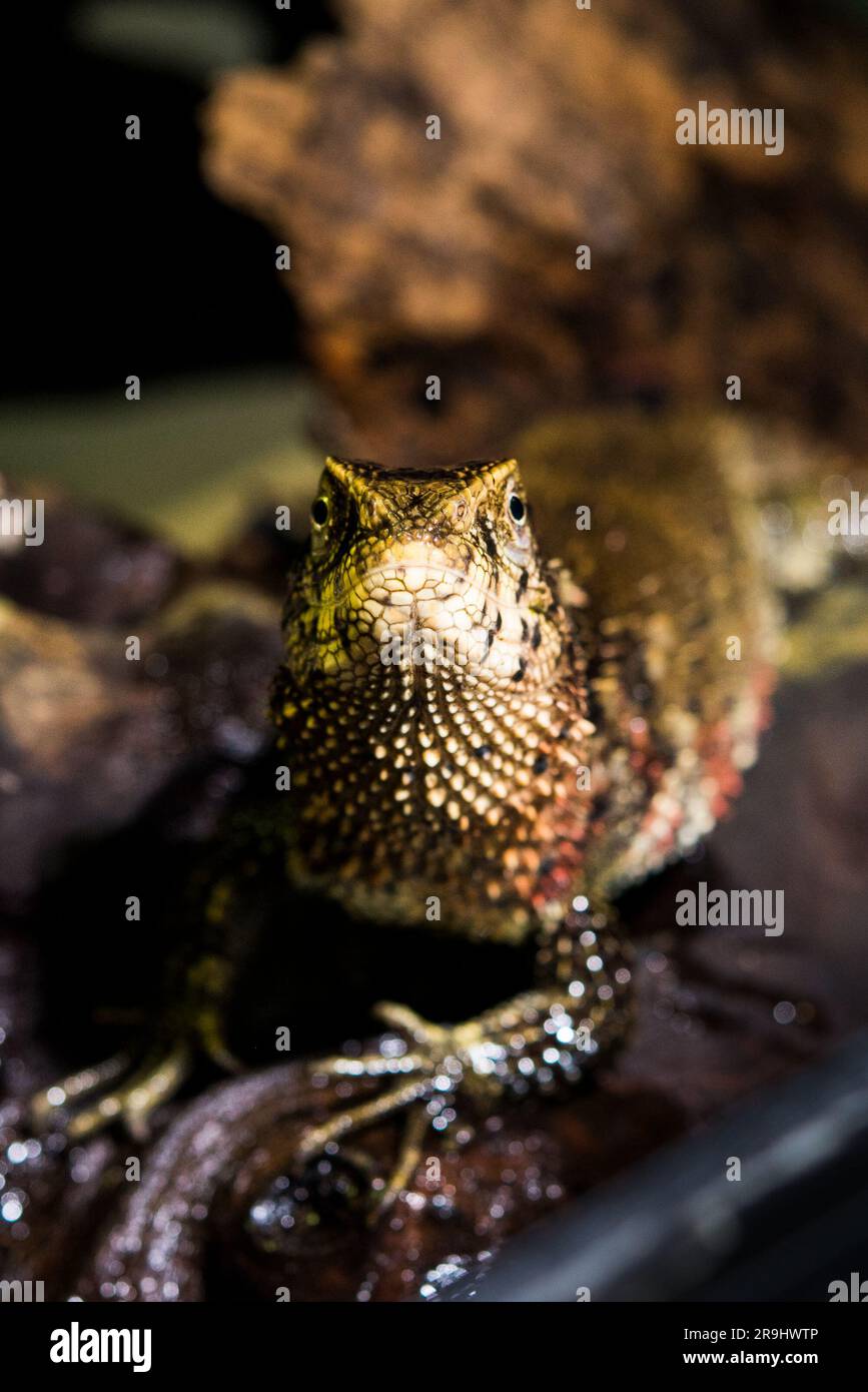 Chinese Crocodile Lizard Stock Photo - Alamy