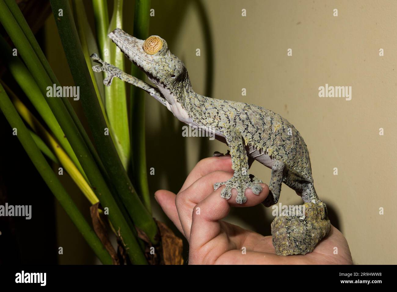 Giant Leaf-Tailed Gecko Stock Photo - Alamy