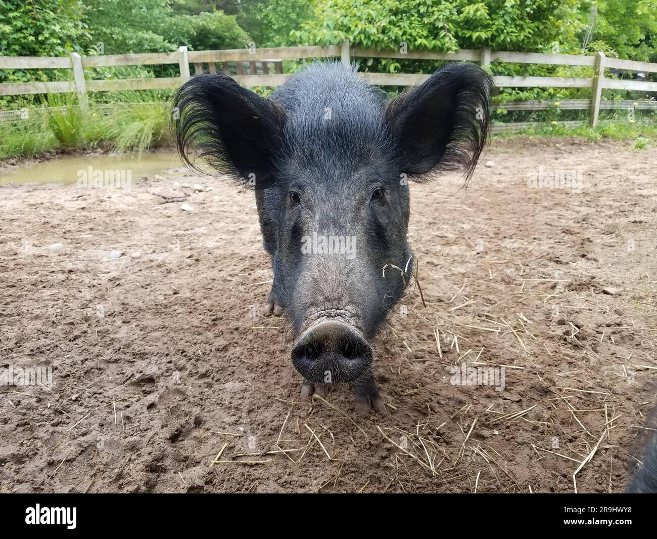 Ossabaw island hog hi-res stock photography and images - Alamy