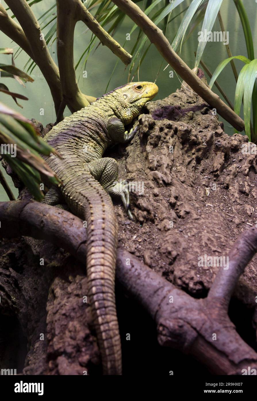 Caiman genus hi-res stock photography and images - Alamy