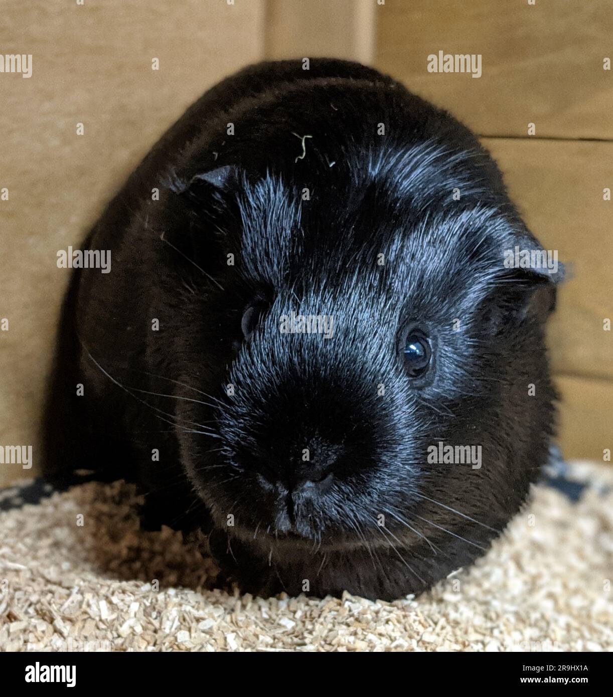 Christina castiglione photographer hi-res stock photography and images ...