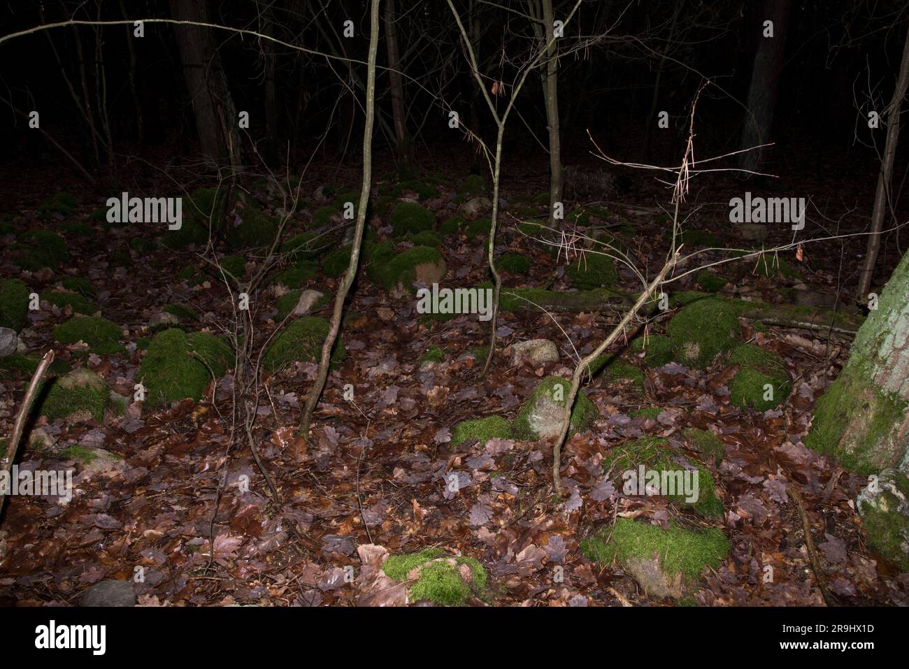 Bronze age tumulus grave near Stiernsee and tiny village Briesen in ...