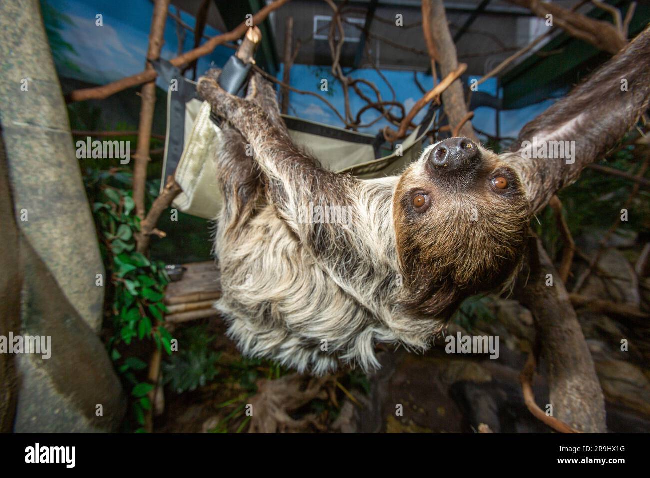 Female southern two-toed sloth Athena in the Small Mammal House of the ...
