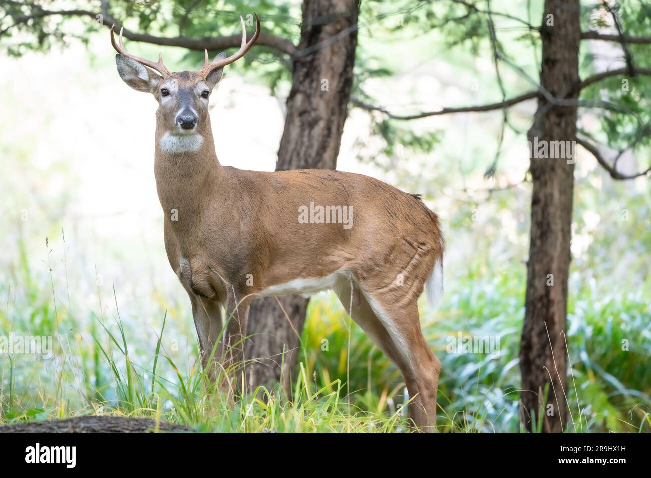 Wild white-tailed deer in Rock Creek Park, Washington, DC Stock Photo ...