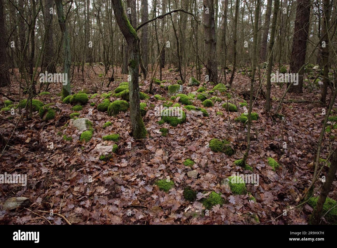 Bronze age tumulus grave near Stiernsee and tiny village Briesen in ...