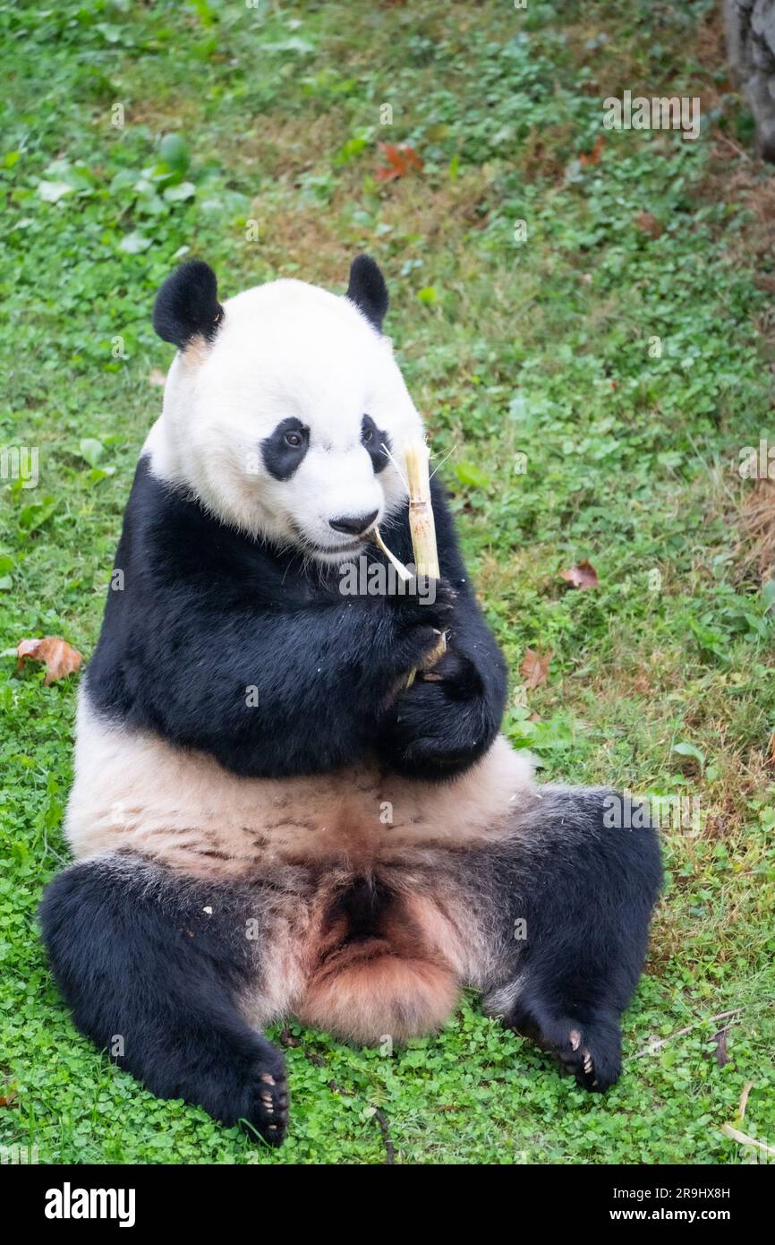 Giant panda Bei Bei sitting on the grass in the Asia Trail exhibit of ...