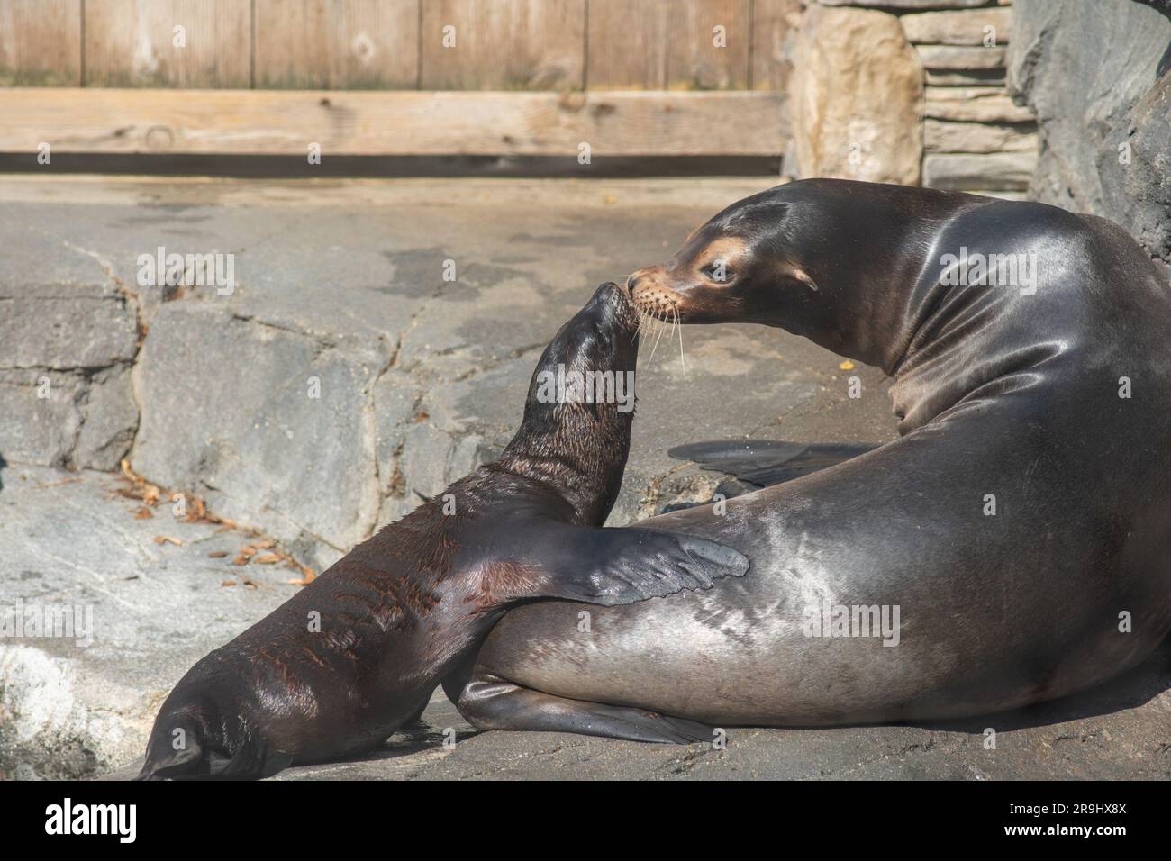 California sea lions Calli (mom) and Celia (pup) in the American Trail ...
