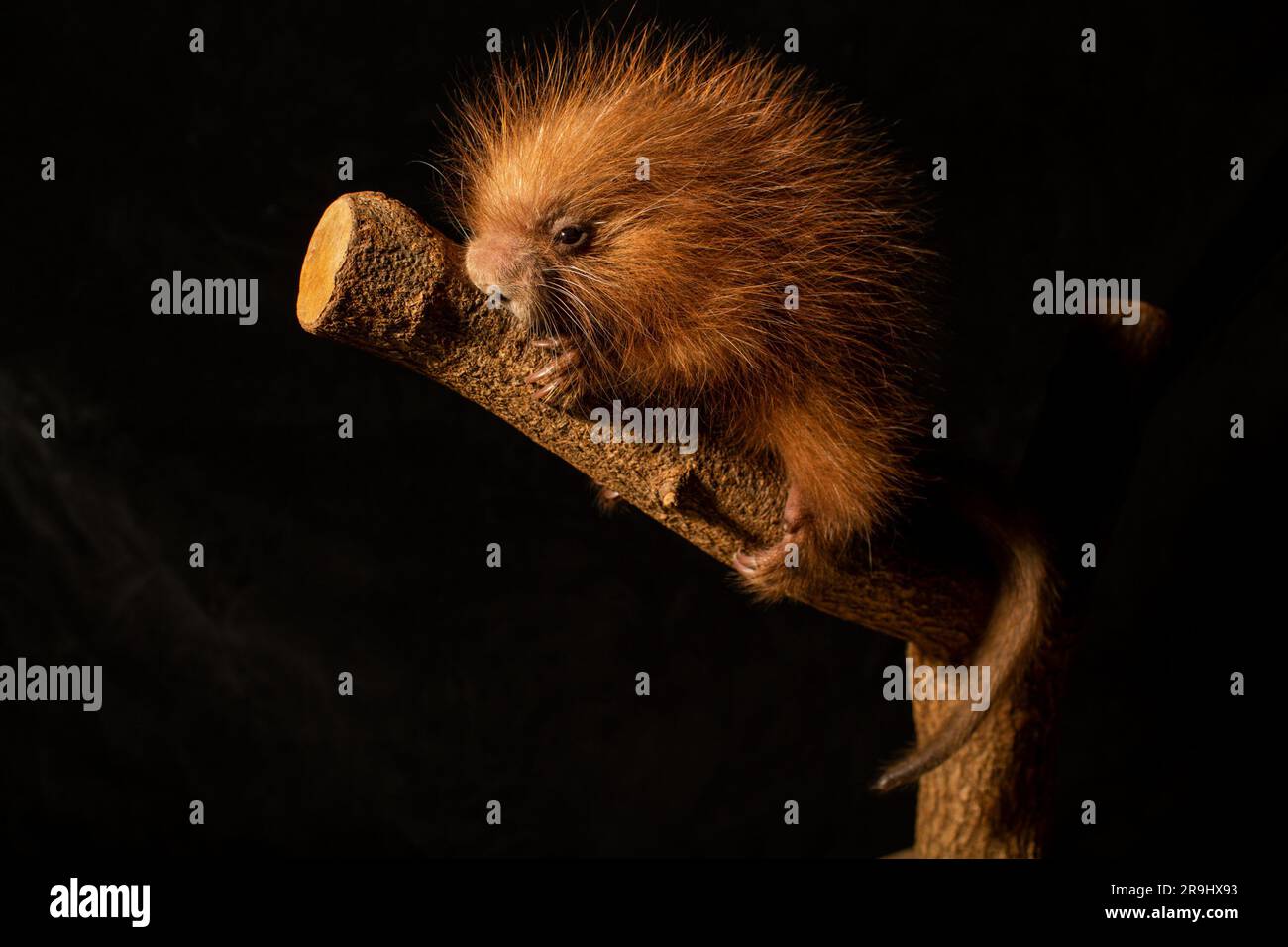 A three-day-old porcupette, the baby of a prehensile-tailed porcupine ...