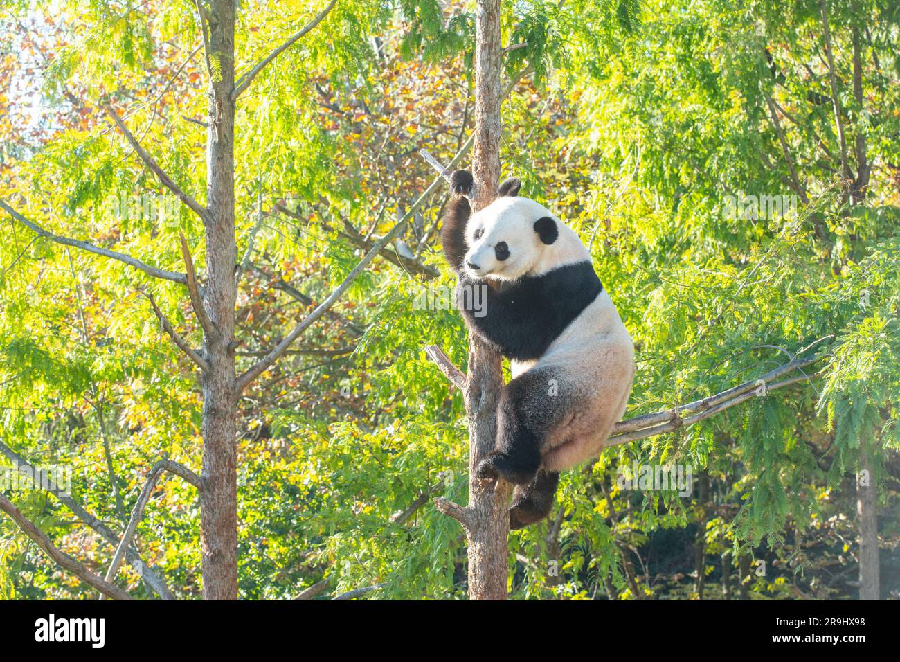 Giant panda Bei Bei up in a tree in the Asia Trail exhibit of the ...