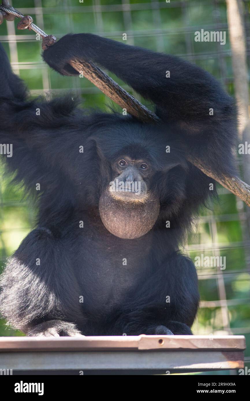 A siamang in the Great Ape House of the Smithsonian's National Zoo ...