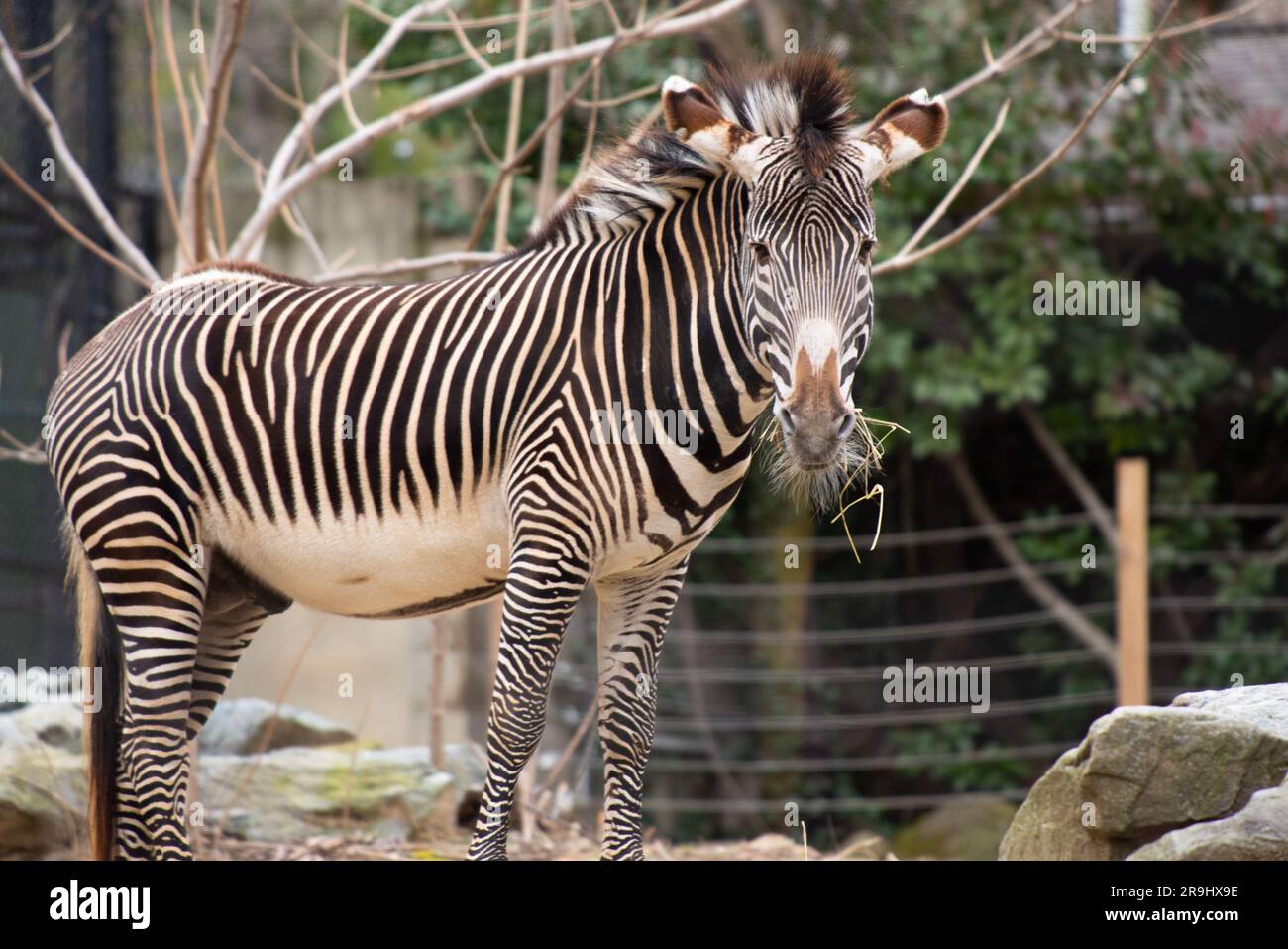 A male Grevy's zebra named Moyo at the Smithsonian's National Zoo Stock ...