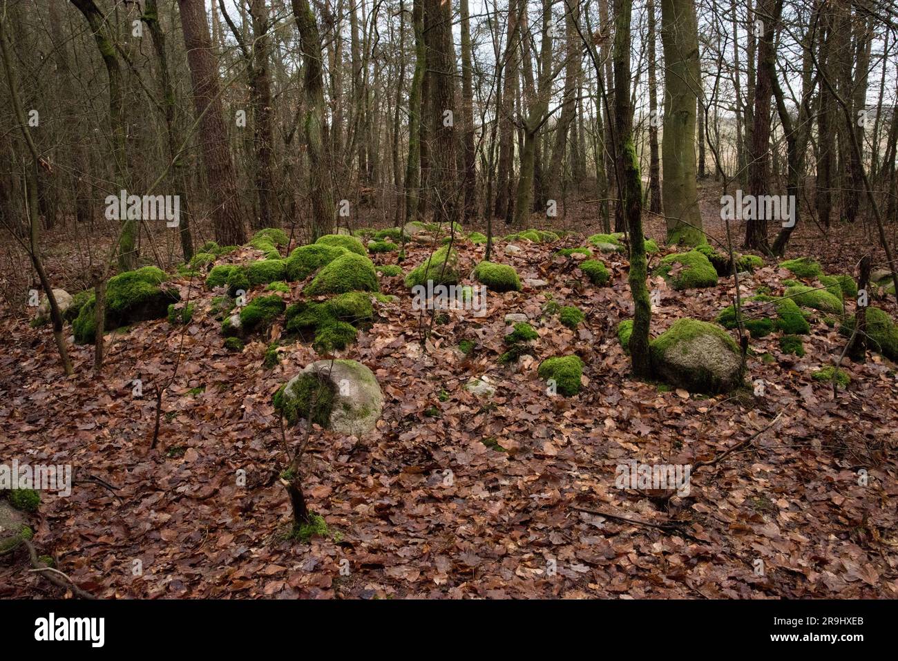 Bronze age tumulus grave near Stiernsee and tiny village Briesen in ...