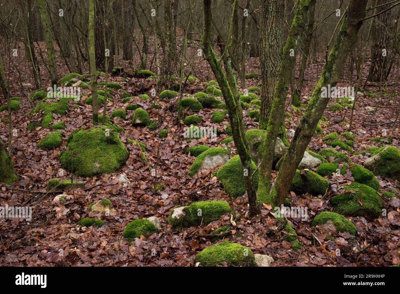 Bronze age tumulus grave near Stiernsee and tiny village Briesen in ...
