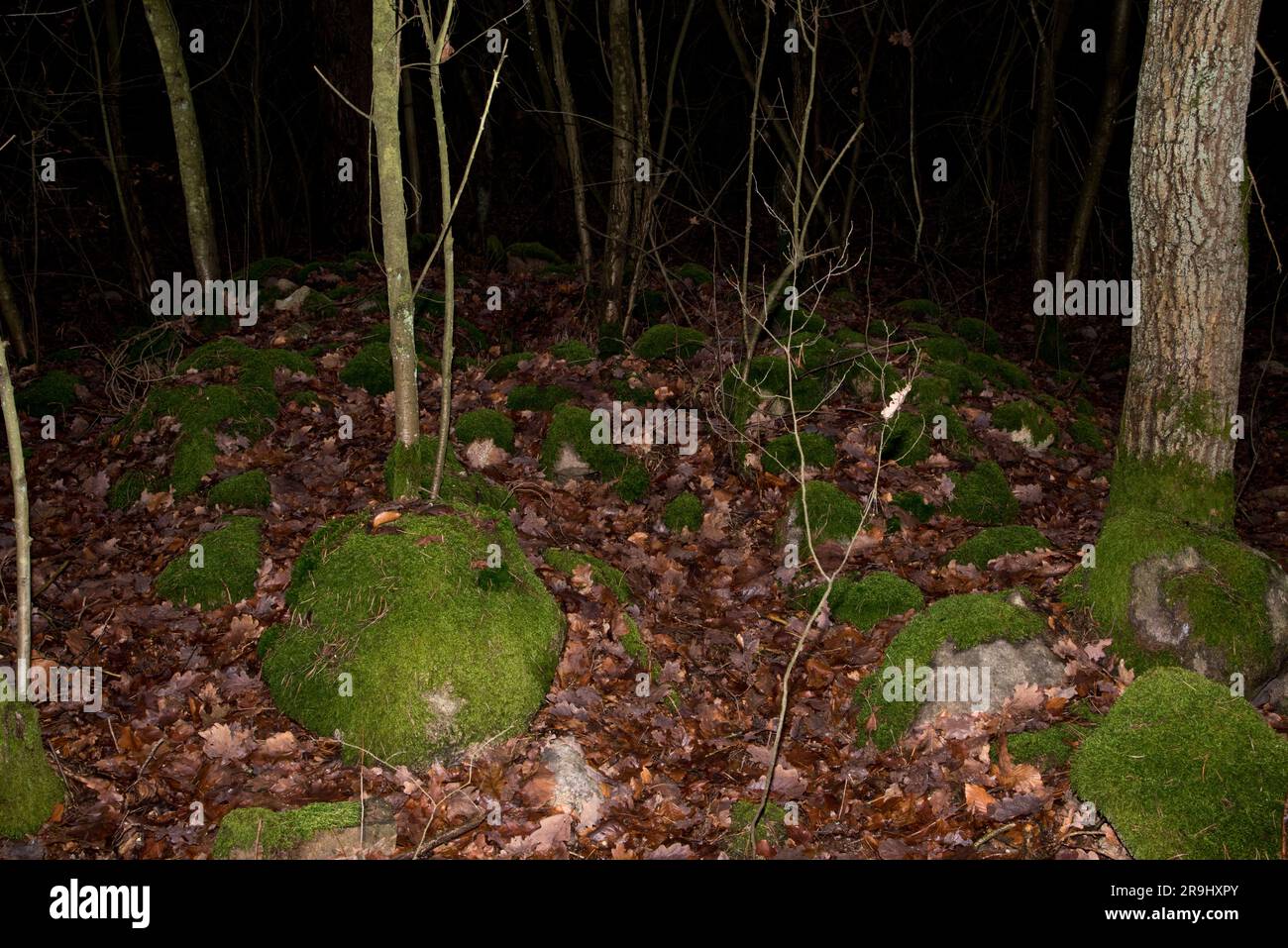 Bronze age tumulus grave near Stiernsee and tiny village Briesen in ...