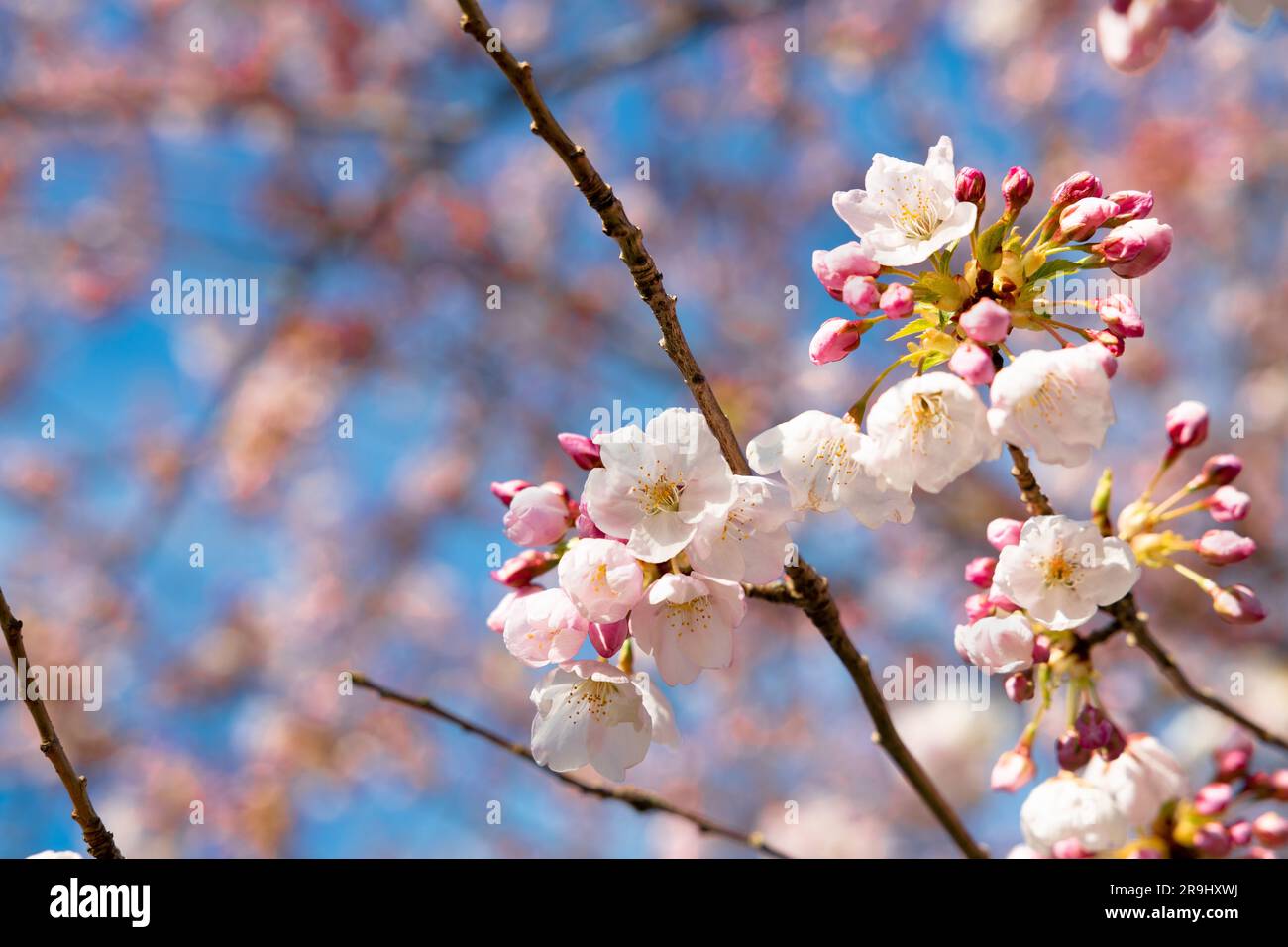 An attractive springtime scene featuring cherry blossoms in the ...