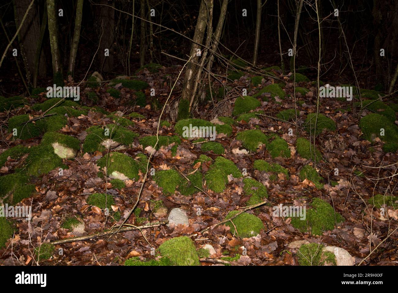 Bronze age tumulus grave near Stiernsee and tiny village Briesen in ...