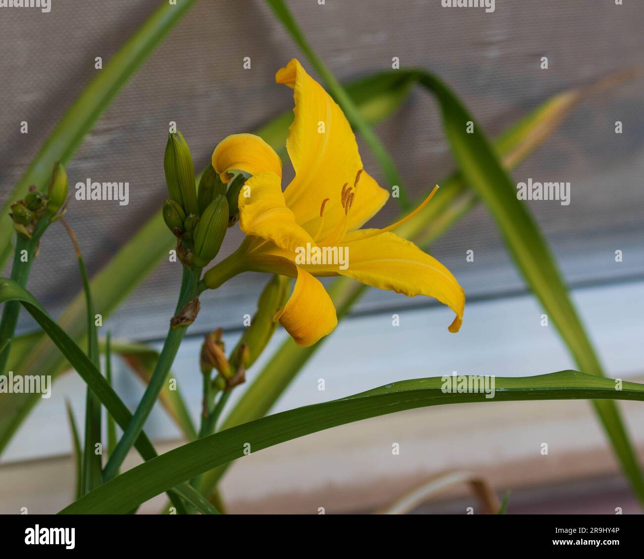 newly opened yellow lily in the south garden in the morning light Stock ...