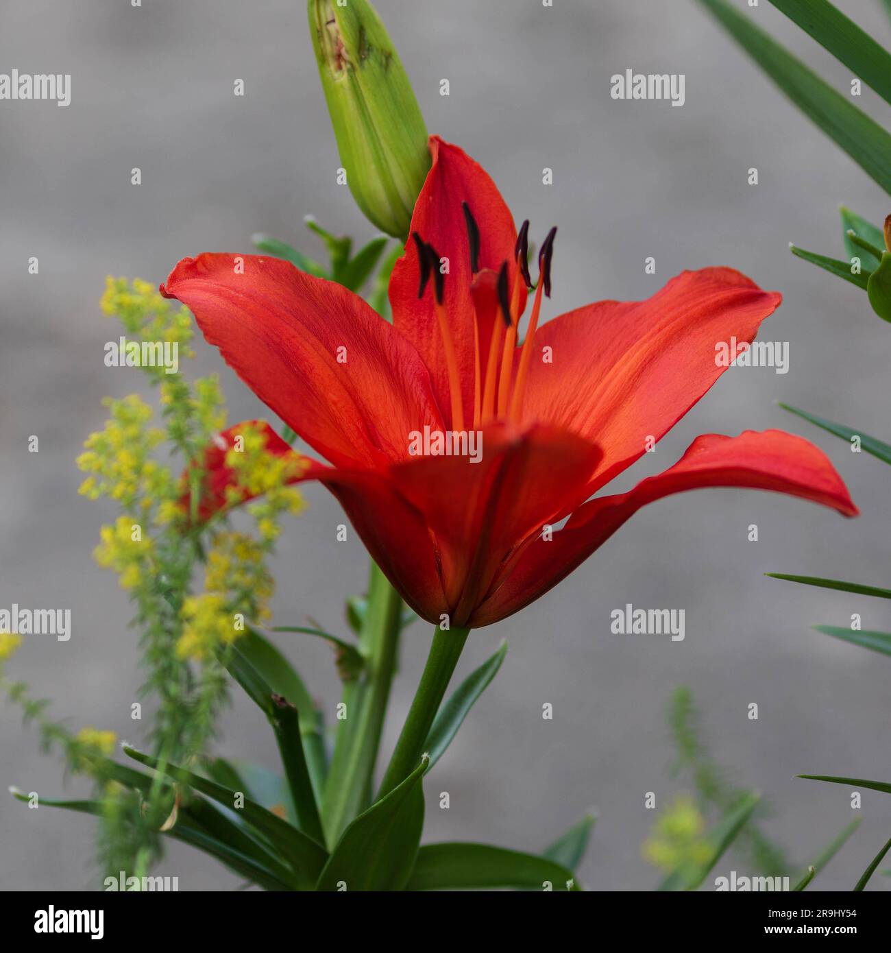 newly opened red lily in the front garden in the morning light Stock ...