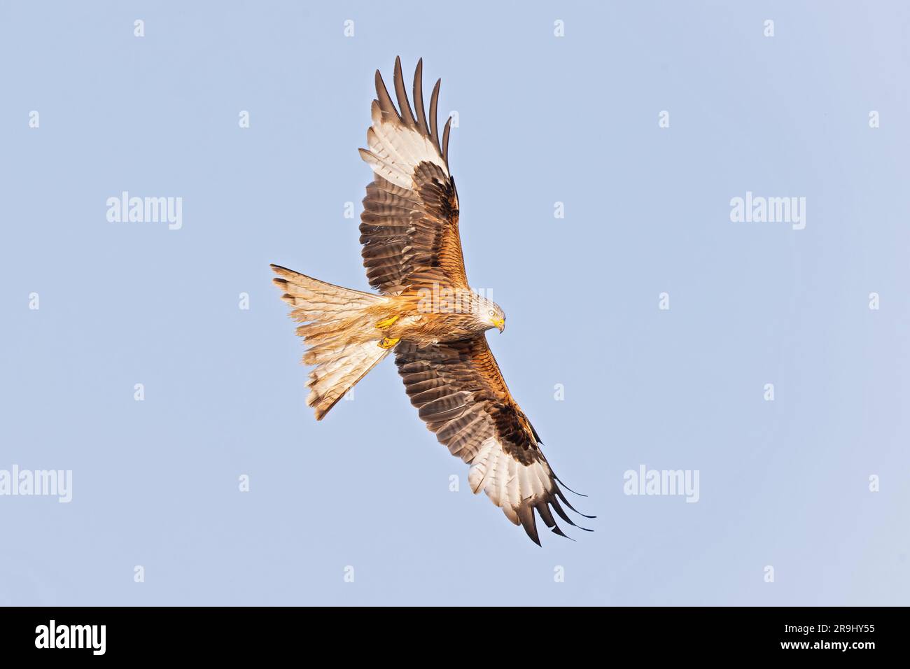Predatory bird in flight hi-res stock photography and images - Alamy