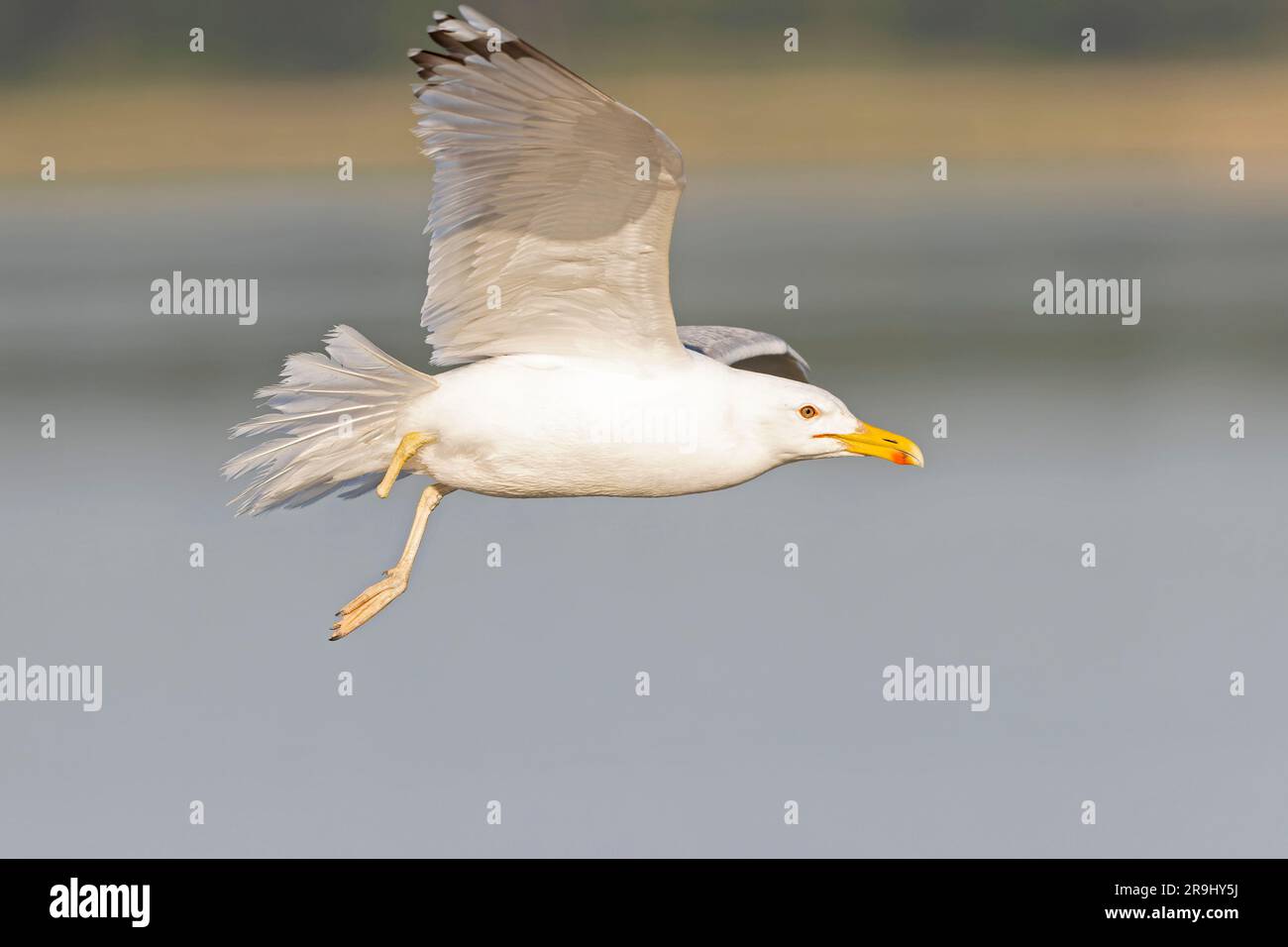 An European herring gull (Larus argentatus) in flight missing one leg ...