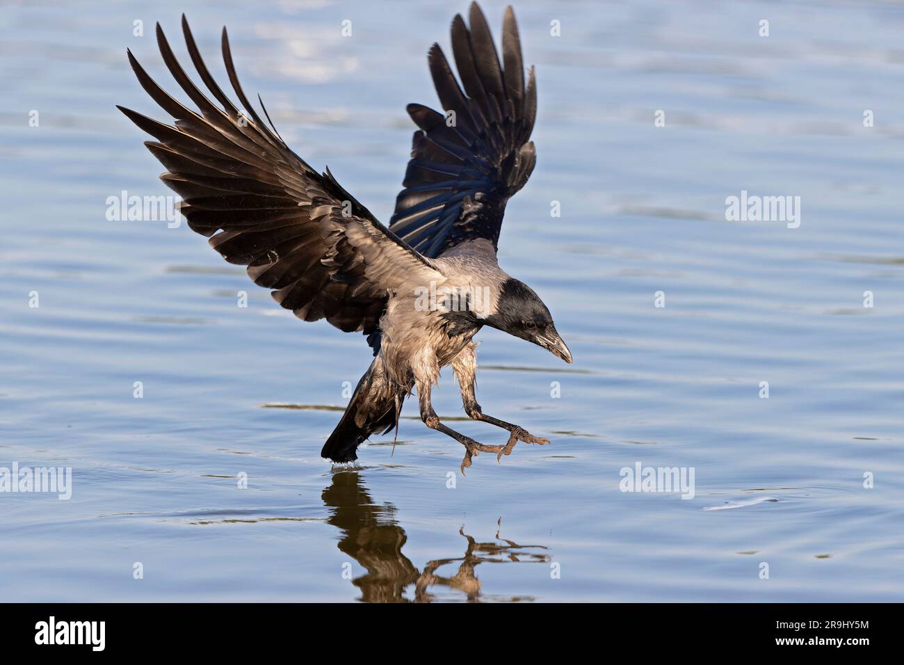 Crow landing hi-res stock photography and images - Alamy