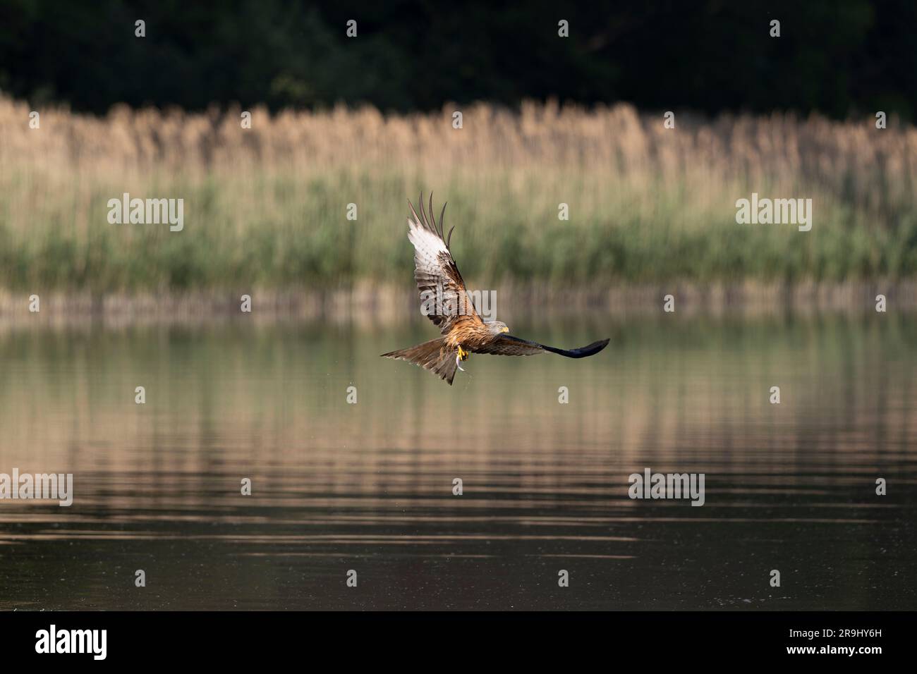 A red kite (Milvus milvus) flying and holding a fish in its tallons ...